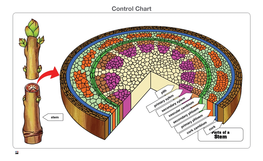 Montessori Materials: Parts of a Stem Puzzle with Nomenclature Cards ...