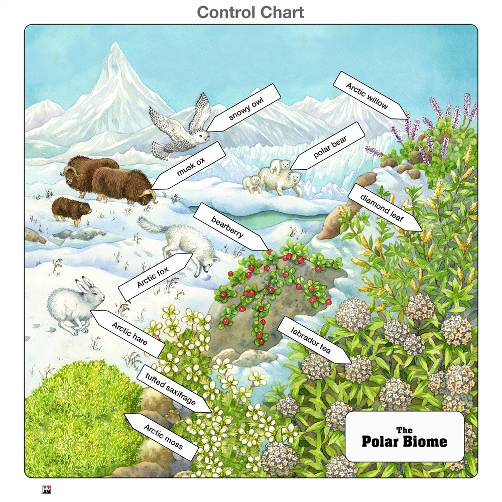 Montessori Materials: Polar Biome Puzzle