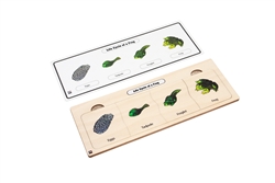 Montessori Materials: Life Cycle Puzzles